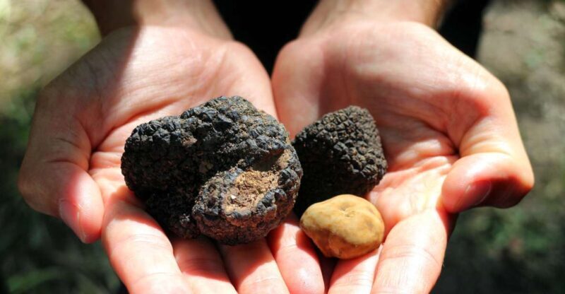 San Gimignano: Truffle Cooking Class with Wine Tasting - A Deep Dive into the Experience