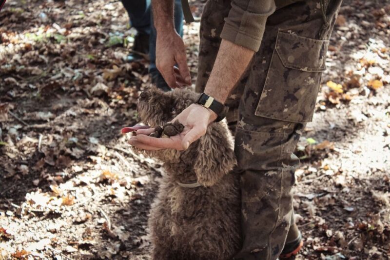 San Gimignano: Truffle Hunting with Lunch & Wine Tasting - An Authentic Taste of Tuscany: Truffle Hunting with Lunch & Wine Tasting