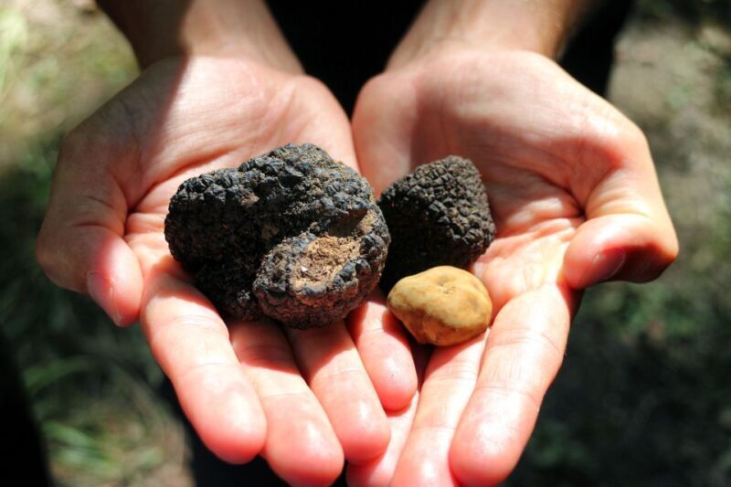 San Gimignano: Truffle Hunting with Lunch & Wine Tasting - Who Should Consider This Tour?