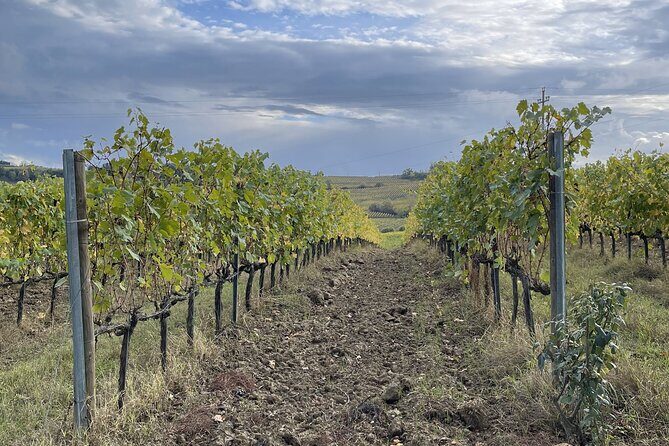 San Gimignano: Vineyard and Cellar Tour with Wine Tasting - The Value of This Experience