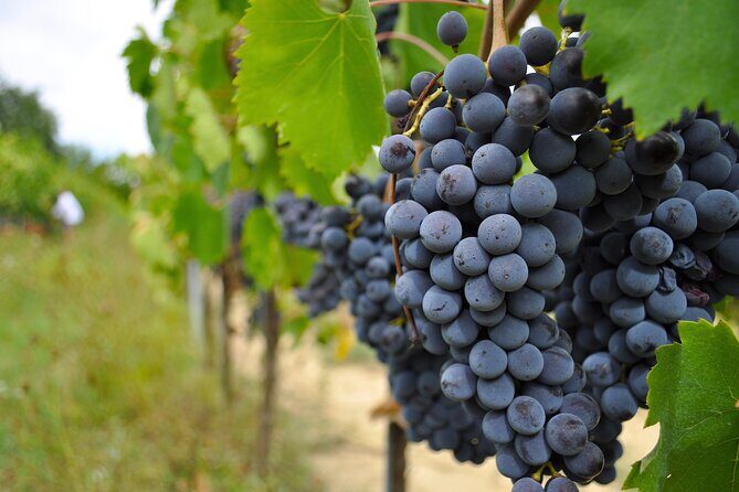San Gimignano: Vineyard and Cellar Tour with Wine Tasting - Final Thoughts