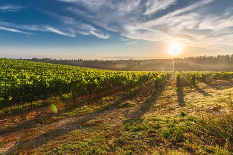 San Gimignano: Vineyard Walk with Wine Tasting in winery - Introduction