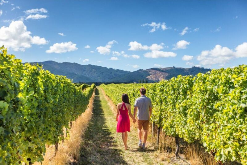 San Gimignano: Vineyard Walk with Wine Tasting in winery - The Value and Who Should Consider This Tour