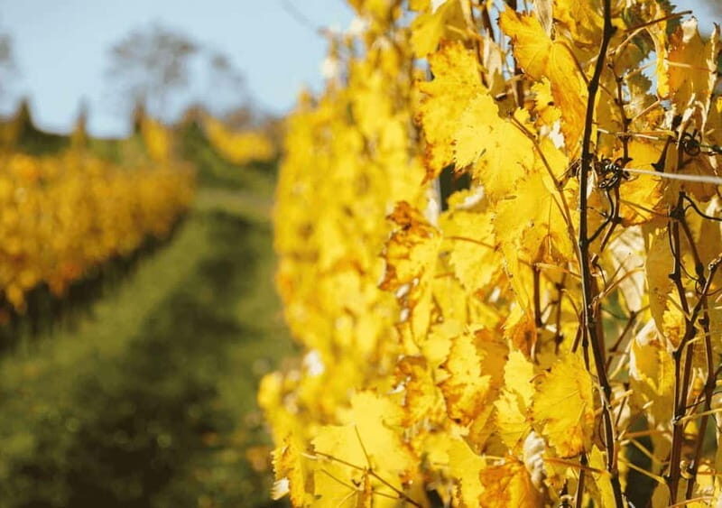 San Gimignano: Wine Tasting Experience at Il Colombaio - FAQ