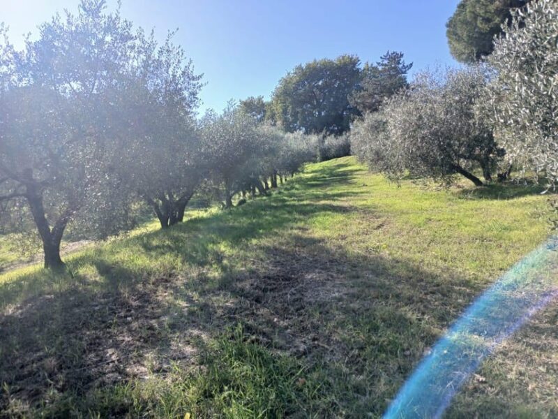 San Gimignano: Winery Visit with Picnic in Olive Grove - What the Tour Includes and What You Need to Know