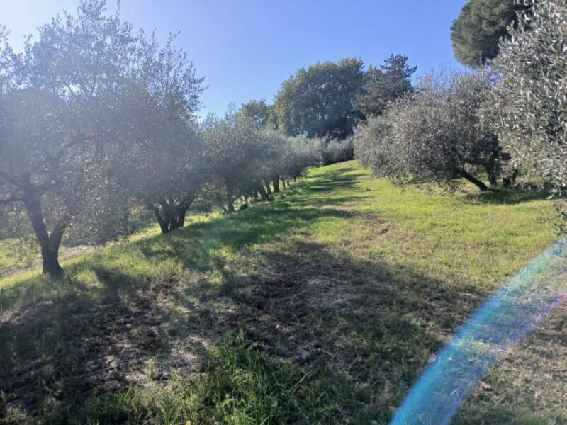 San Gimignano: Winery Visit with Picnic in Olive Grove - Authentic and Intimate Experience in the Tuscan Countryside