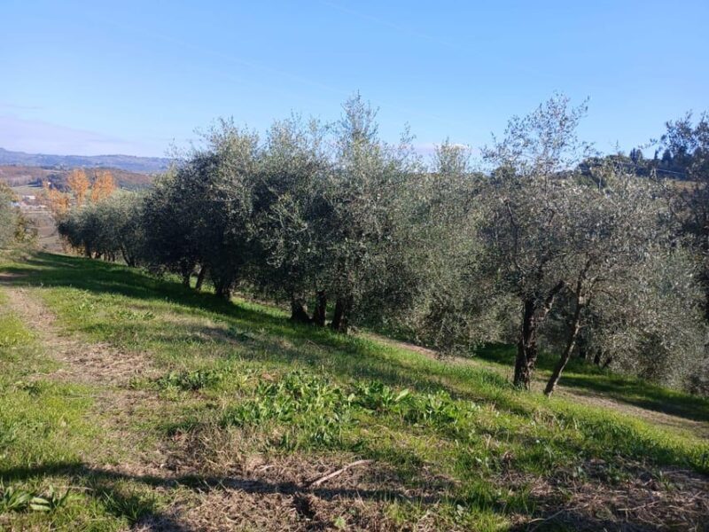 San Gimignano: Winery Visit with Picnic in Olive Grove - The Sum Up