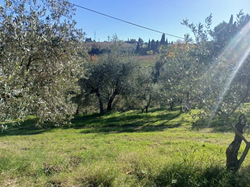 San Gimignano: Winery Visit with Picnic in Olive Grove - FAQ