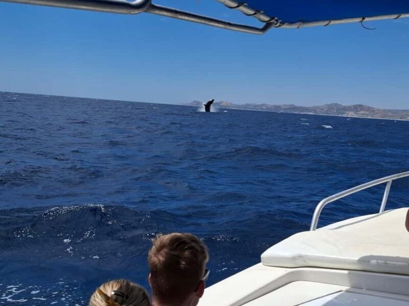 San José del Cabo: Ocean Safari - Key Points
