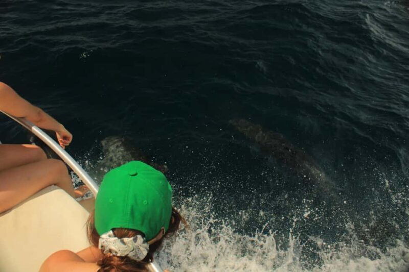 San José del Cabo: Ocean Safari - An Overview of the San José del Cabo Ocean Safari Experience