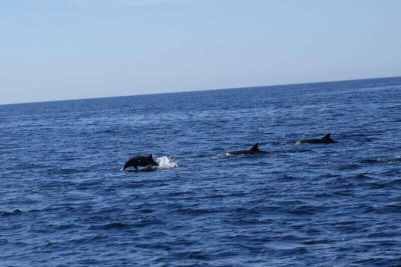 San José del Cabo: Ocean Safari - The Value in Perspective