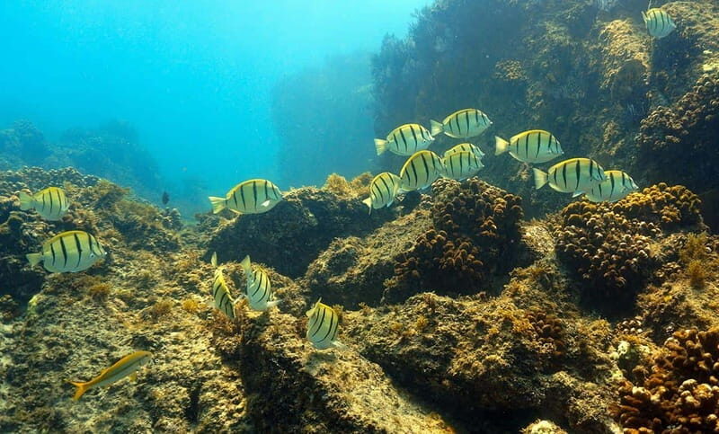 San Jose del Cabo Snorkeling Tour - Analyzing the Value