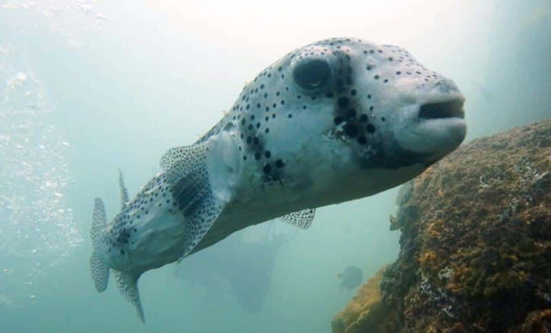 San Jose del Cabo Snorkeling Tour - The Itinerary: What to Expect