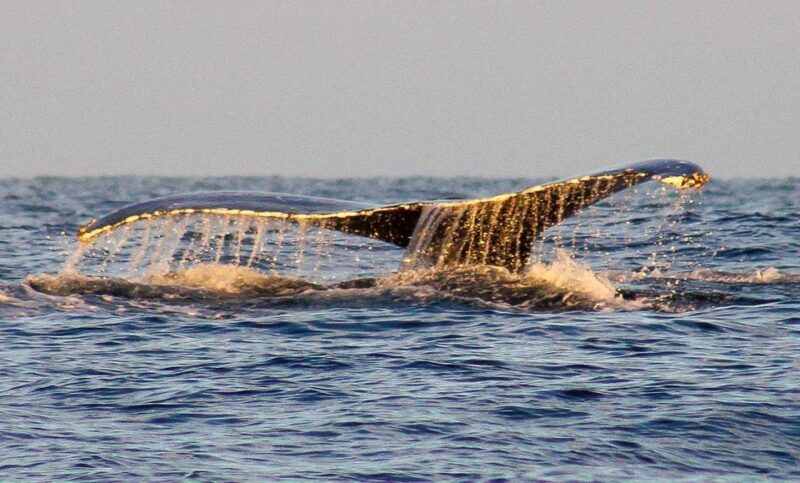 San Jose del Cabo Sunset Whale Watching - The Experience in Detail