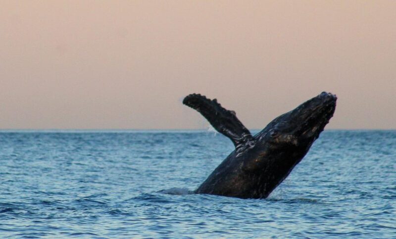 San Jose del Cabo Sunset Whale Watching - Final Thoughts