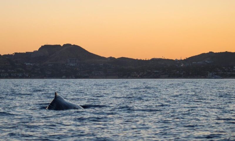 San Jose del Cabo Sunset Whale Watching - FAQs