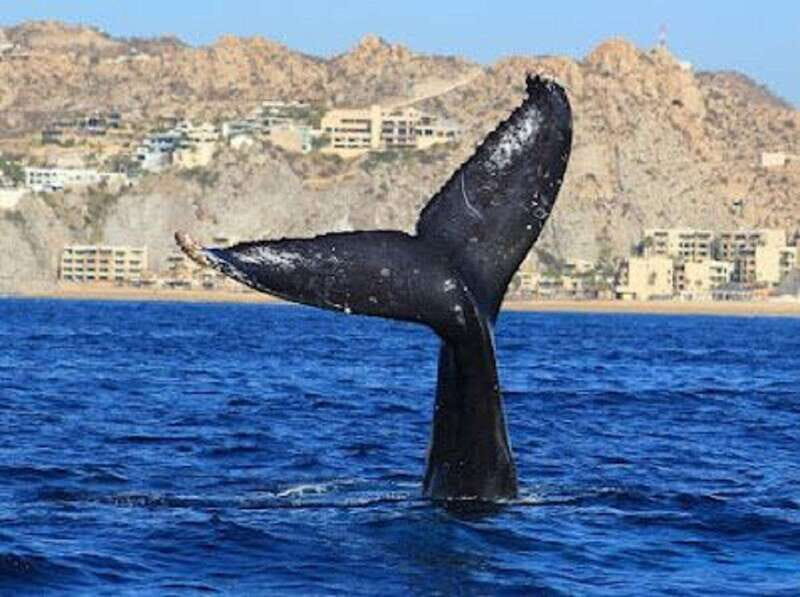 San José del Cabo: Whale Watching Experience - What Makes This Whale Watching Tour Stand Out