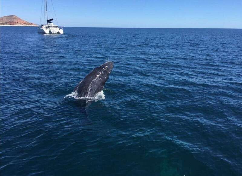 San José del Cabo: Whale Watching Experience - In-Depth Breakdown of the Tour