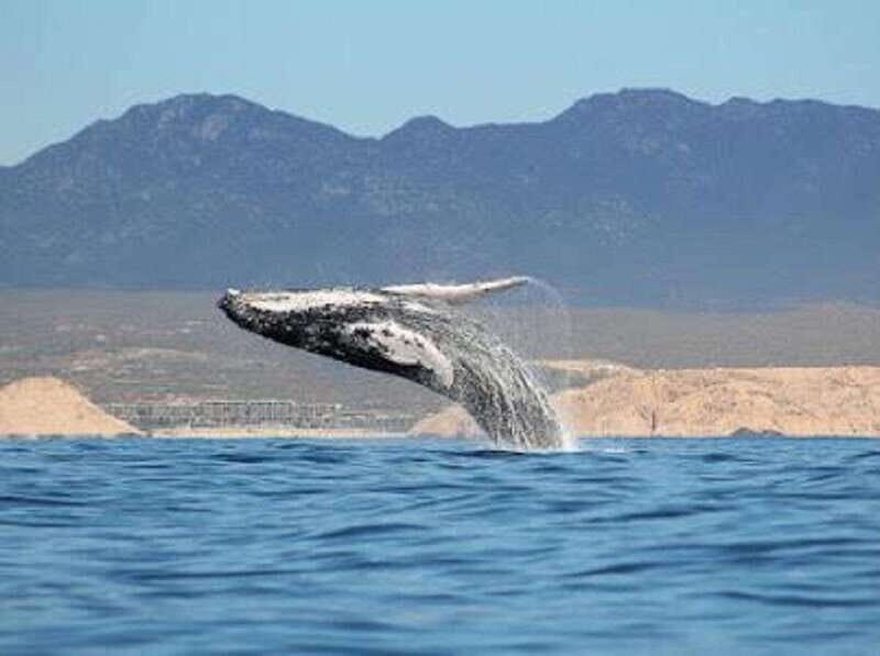 San José del Cabo: Whale Watching Experience - Who Will Love This Tour?