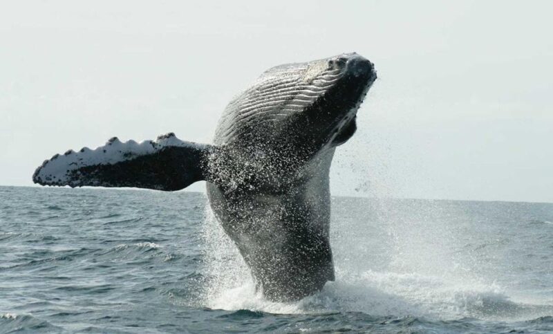 San Jose del Cabo Whale Watching - An Honest Look at What to Expect
