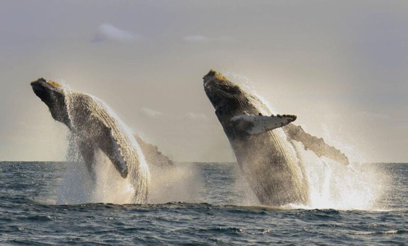 San Jose del Cabo Whale Watching - Why This Tour Stands Out