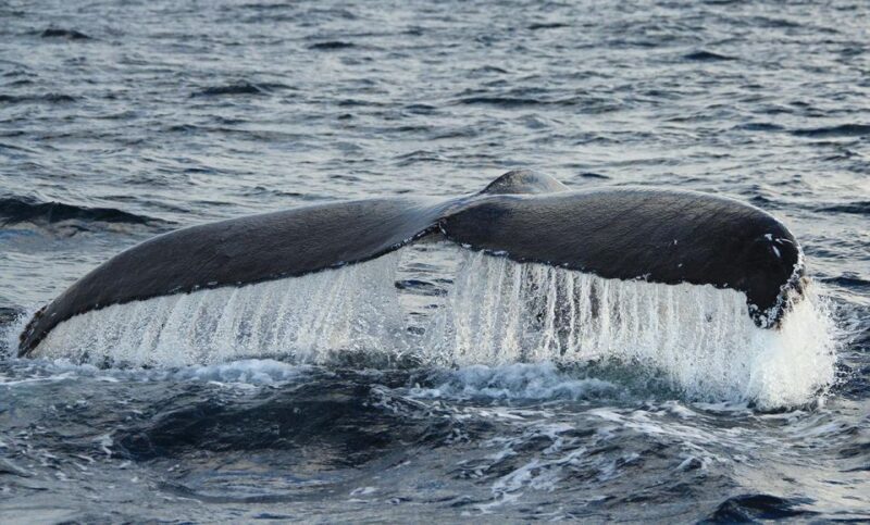 San Jose del Cabo Whale Watching - Who Will Benefit Most?