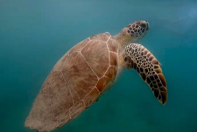 San Juan Guided Snorkel With Turtles Tour and Videos - The Itinerary in Detail