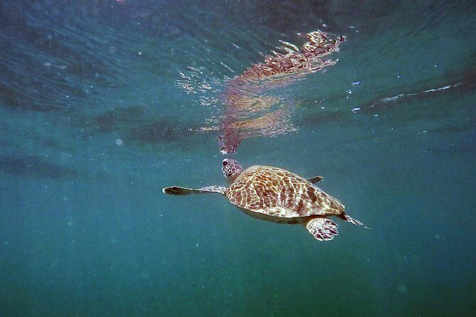 San Juan Guided Snorkel With Turtles Tour and Videos - Practical Details: Cost, Duration, and What You Need to Know