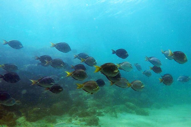 San Juan Guided Snorkel With Turtles Tour and Videos - The Value of This Snorkeling Adventure