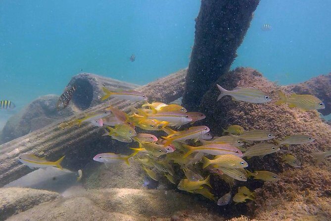 San Juan Guided Snorkel With Turtles Tour and Videos - Who Will Enjoy This Tour?