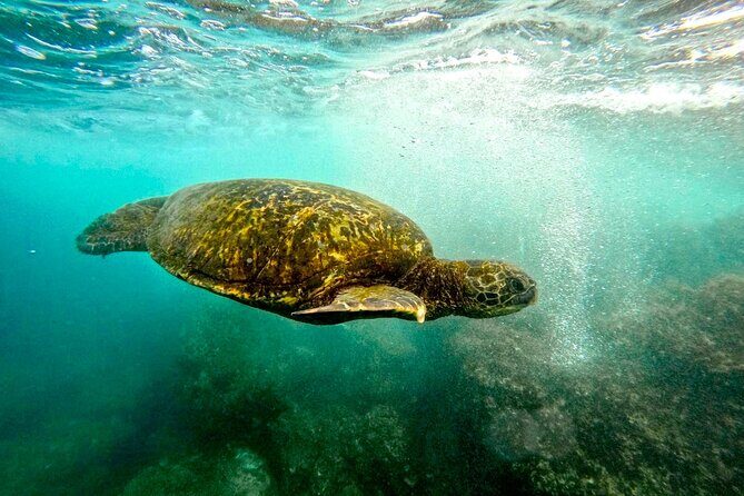 San Juan Guided Snorkel With Turtles Tour and Videos - Final Thoughts