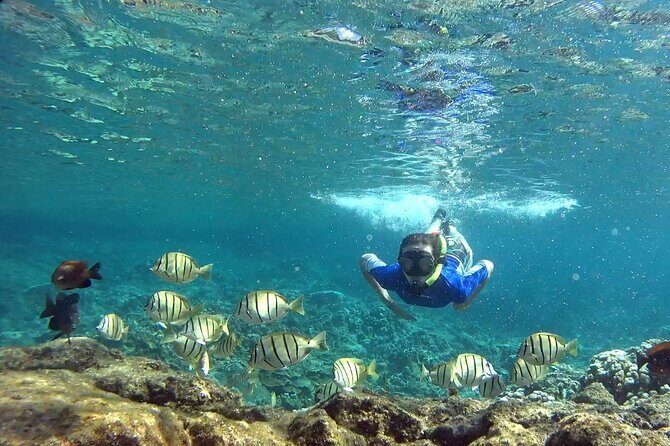 San Juan Guided Snorkeling Experience - With Transport 8am or 3pm - Who Should Book This Tour?