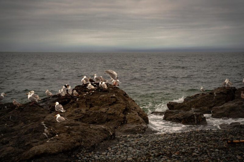 San Juan Island: 3-h Griffin Bay Tour - The Sum Up