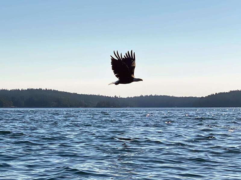 San Juan Island: Full Day Kayaking Tour with Lunch - The Experience in Detail