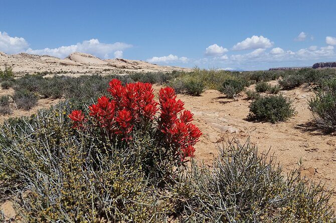 San Juan River and Hummer Cliff Dwelling Expedition - A Closer Look at the Itinerary and Experience
