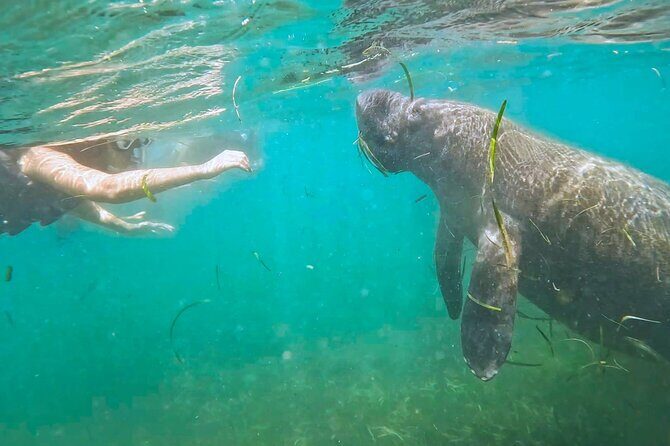 San Juan Snorkel with Turtles and Manatee's; Free Video and Rum! - What Makes This Tour Stand Out?