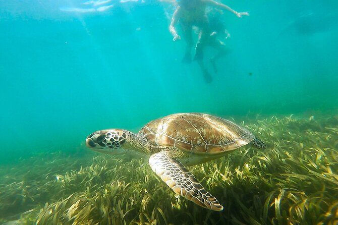 San Juan Snorkel with Turtles and Manatee's; Free Video and Rum! - What About the Price and Overall Value?