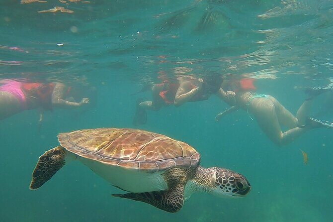 San Juan: Snorkeling with Turtles Adventure and Free Videos - Who Will Appreciate This Tour?