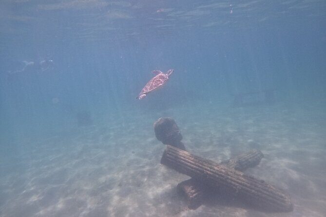 San Juan Turtle Spotting Snorkel Adventure with Videos - What the Reviews Reveal