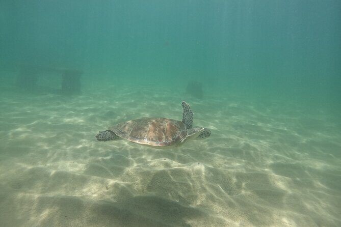 San Juan Turtle Spotting Snorkel Adventure with Videos - Practical Tips for Participants