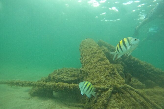 San Juan Turtle Spotting Snorkel Adventure with Videos - The Sum Up: Who Will Love This Tour?