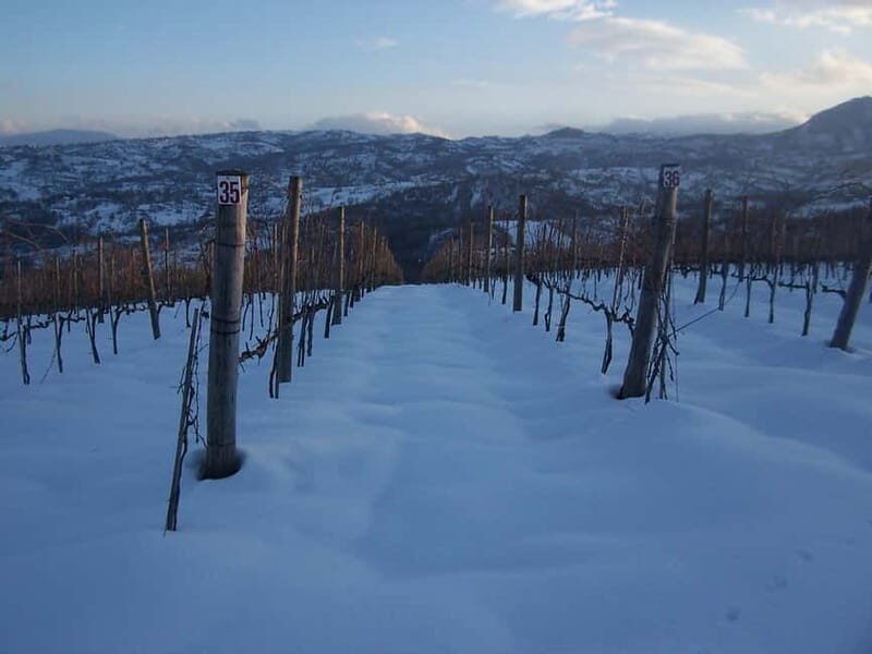 San Mango sul Calore: Wine Tasting Experience - An In-Depth Look at the San Mango sul Calore Wine Tasting Experience
