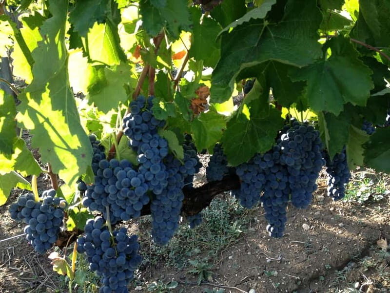 San Mango sul Calore: Wine Tasting Experience - Who Will Love This Tour?
