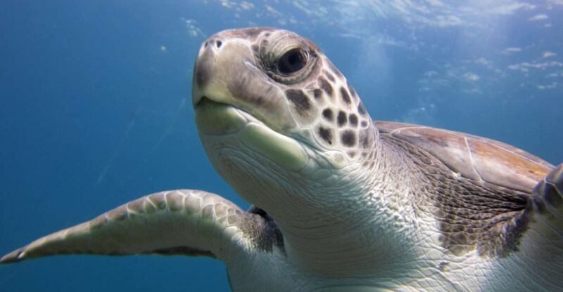 San Miguel de Abona: 2Dive Package - Location and Setting: The Gateway to Tenerife’s Marine Life