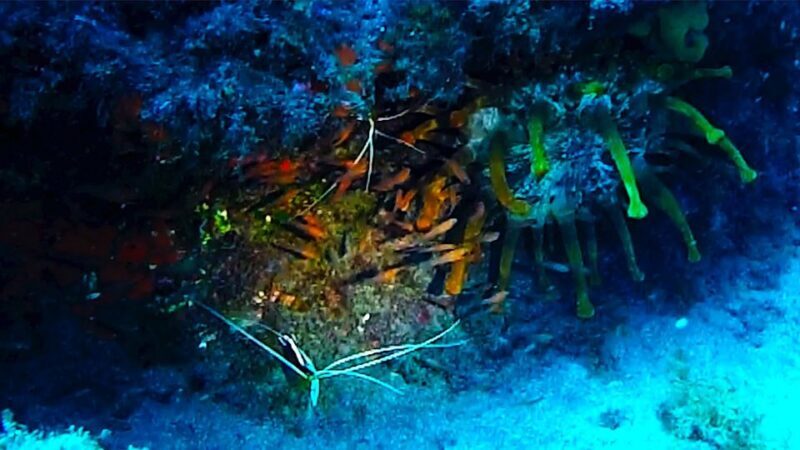 San Miguel de Abona: 2Dive Package - Equipment and Safety: Top-Quality Gear