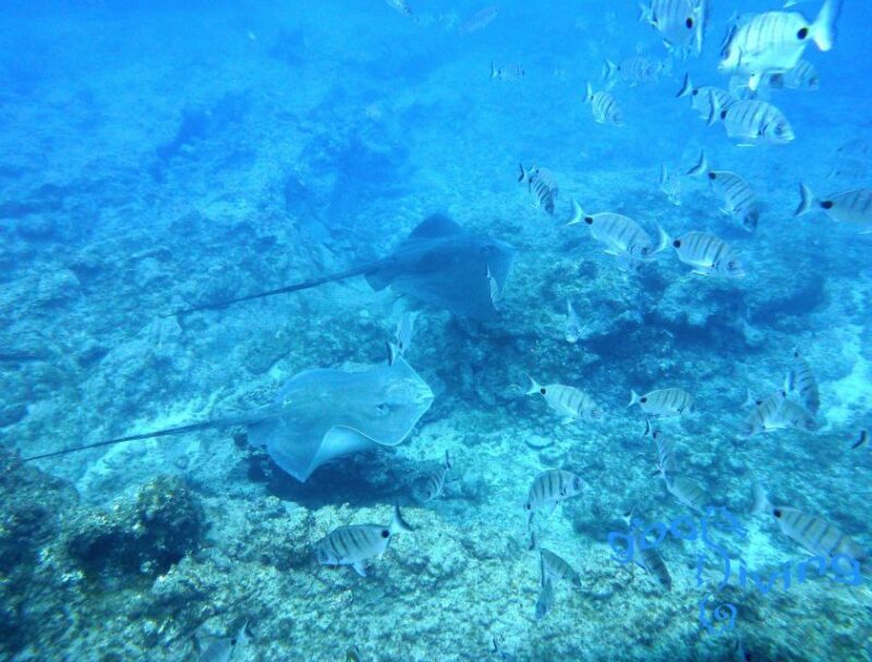 San Miguel de Abona: 2Dive Package - Logistics and Practicalities