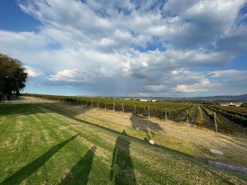 San Miguel de Allende: A Journey Through Vineyards - Who Will Love This Experience?