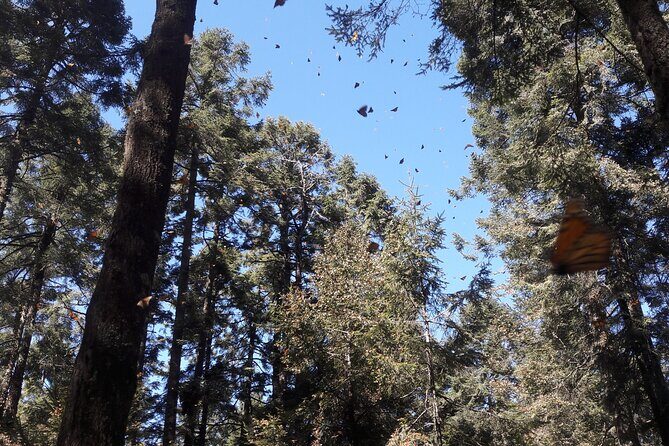 San Miguel de Allende Monarch Butterflies Tour - Key Points