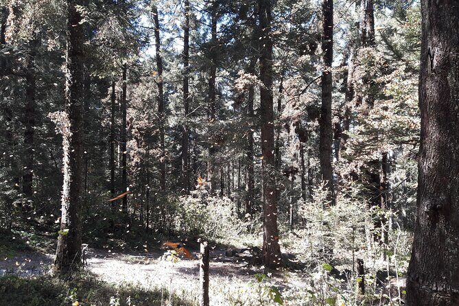 San Miguel de Allende Monarch Butterflies Tour - What to Expect on This Monarch Butterfly Tour