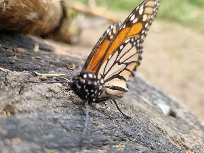 San Miguel de Allende: Monarch Butterflies Tour - An Introduction to the Experience